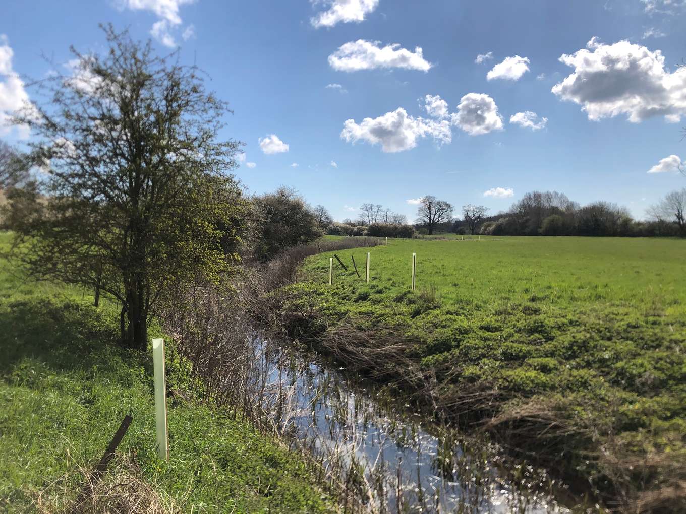 Riparian Tree Planting - River Waveney Trust